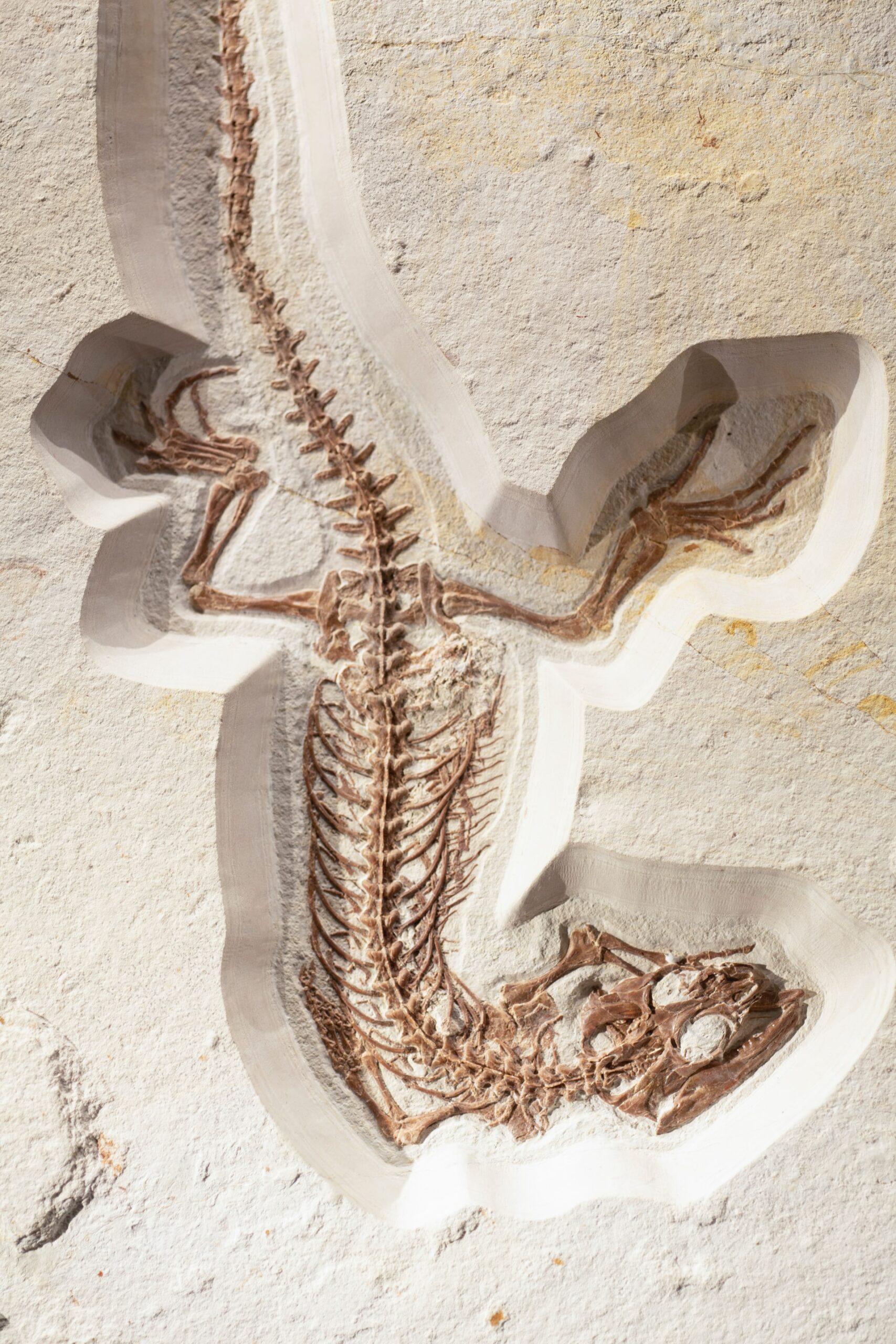 Rowan University breaks ground on $73 million Fossil Park Museum – NJ ...