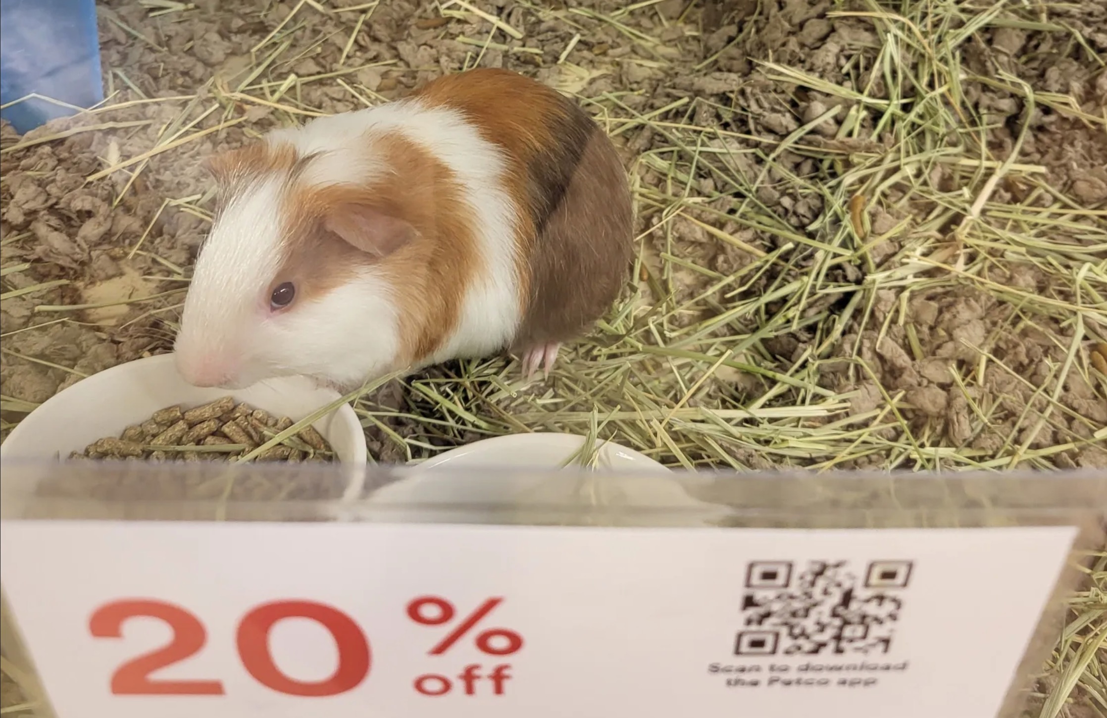 New York City Council passes bill to ban guinea pig sales – NJ Urban News