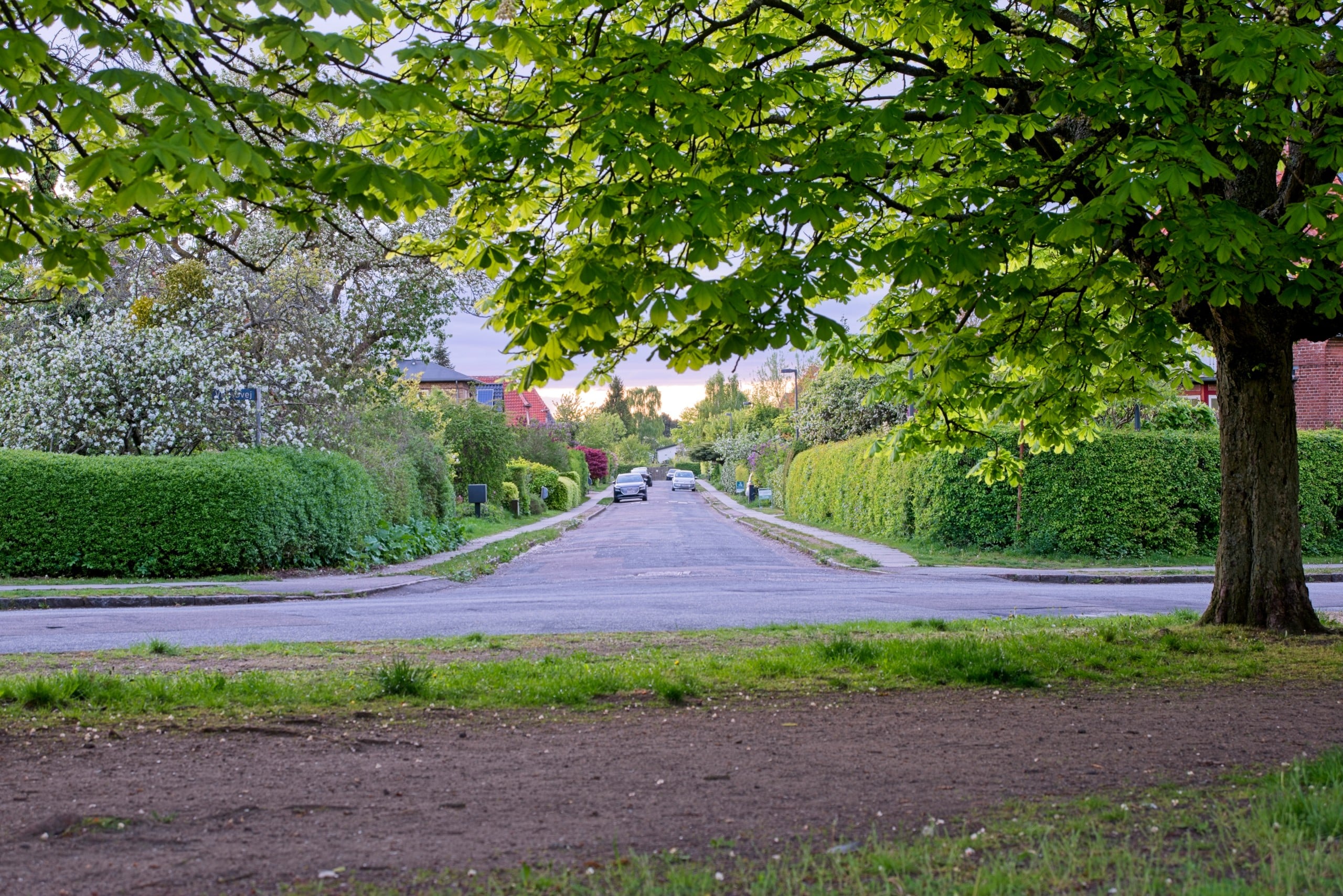 Trees Make A Difference In Camden – NJ Urban News